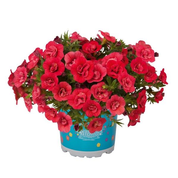 Калибрахоа Aloha Double Cherry Red — черенки от 169₽