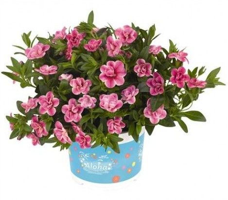 Калибрахоа Aloha Double Pink Star — черенки от 169₽