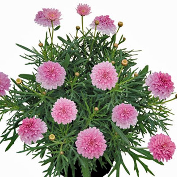 Аргирантемум Raspberry Ruffles — черенки от Завода ФЛОРА