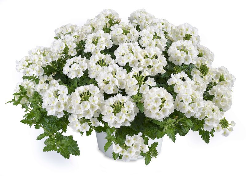 Вербена Lascar White укоренённые черенки предзаказ