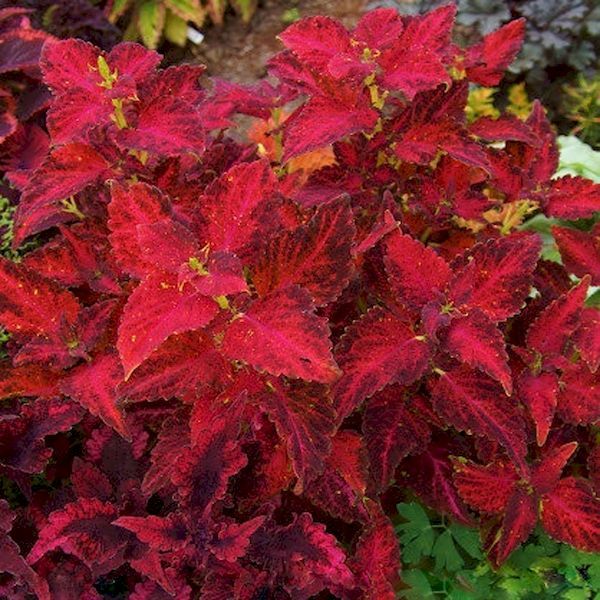 Колеус Stella Red — укоренённый черенок 0,1 л купить
