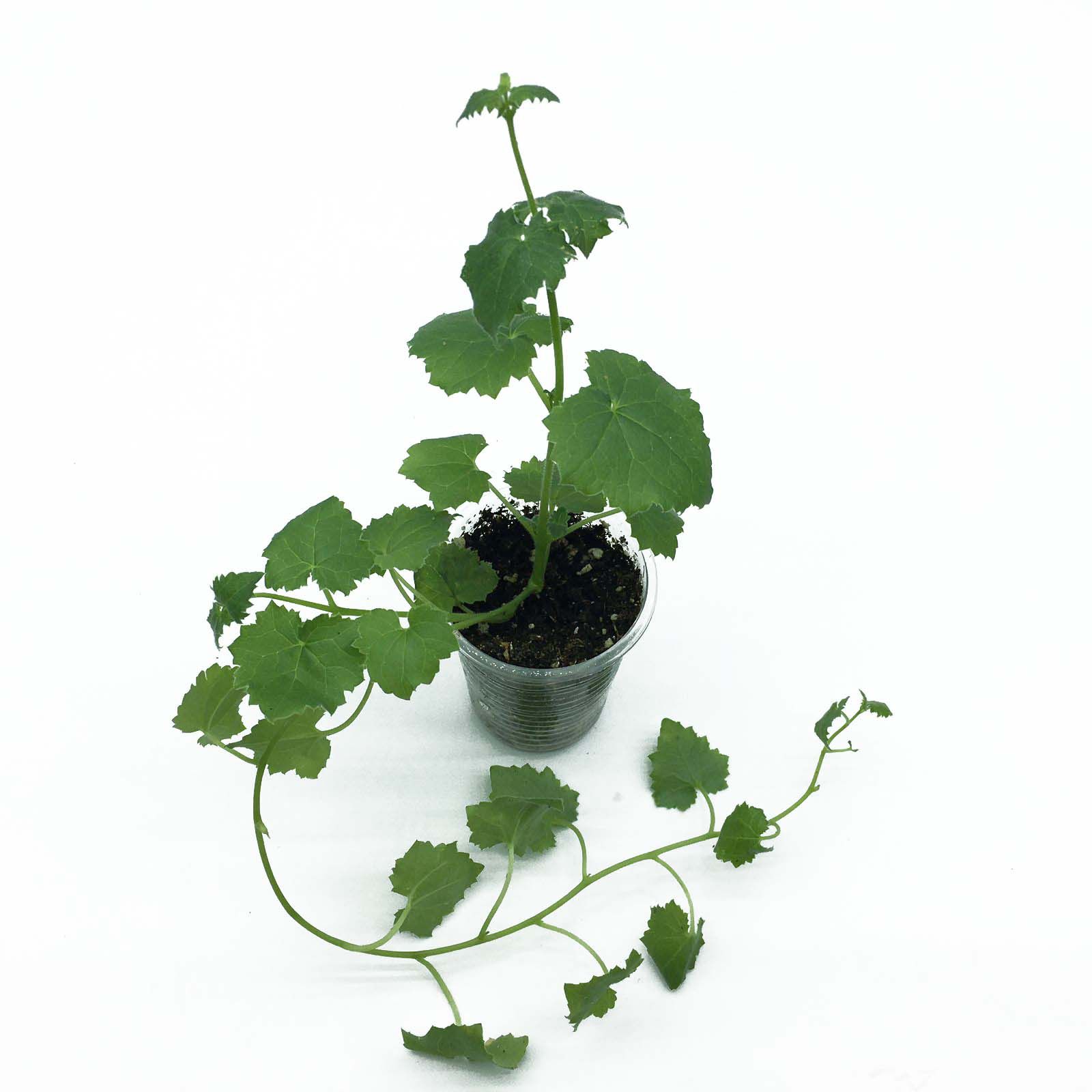 Lophospermum Compact White — купить черенки от 199₽