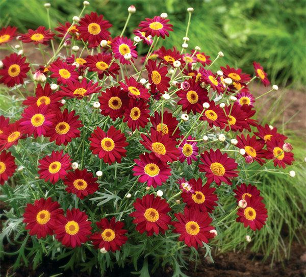 Аргирантемум Madeira Red — укоренённые черенки