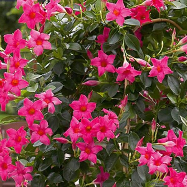 Дипладения Sundaville Classic Pink — черенки от 279₽