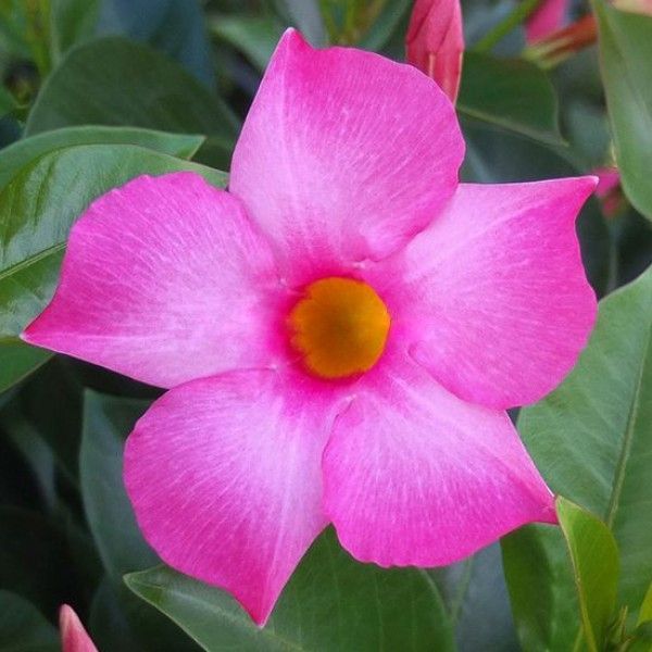 Дипладения Sundaville Classic Pink — черенки от 279₽