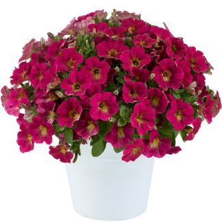 Петуния Capella Sangria — черенки для укоренения от 199₽