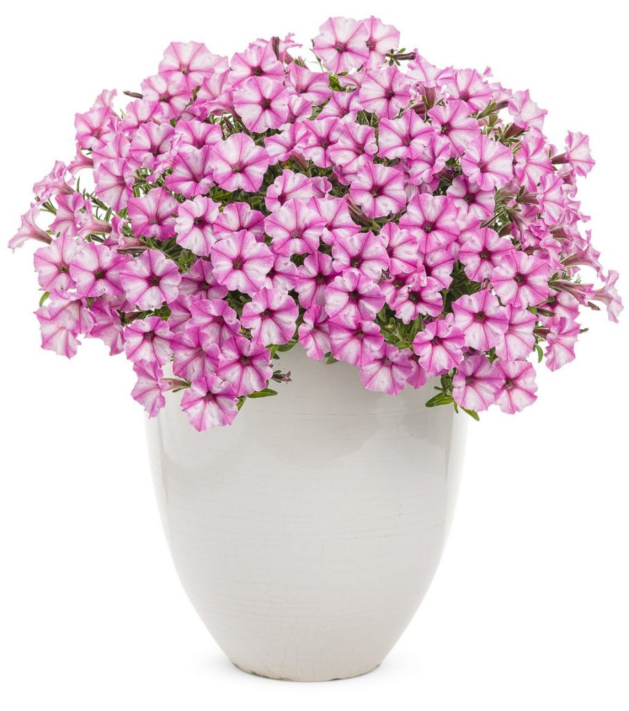 Петуния Supertunia Mini Vista Pink Star (0,1л) - Завод ФЛОРА