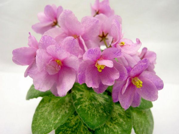Фиалка Trinket Terrific полумини — черенки от 169₽ | В наличии