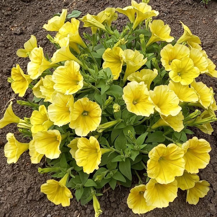 Петуния Sweetunia Surprise Canary Yellow черенки