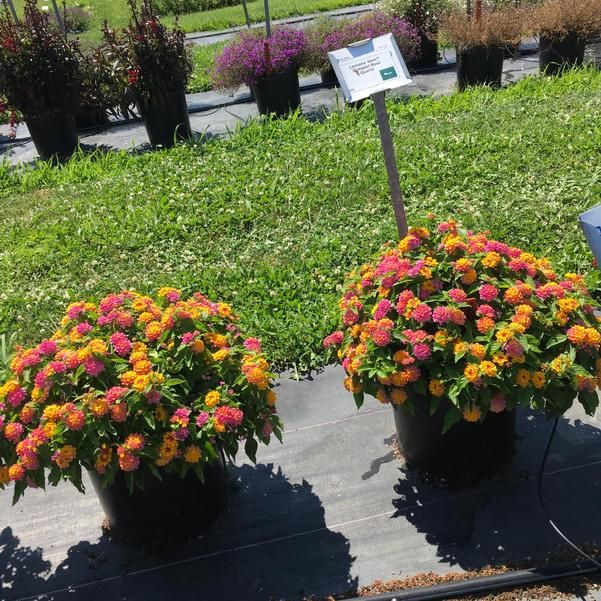 Лантана Gem Compact Rose Quartz черенки в России